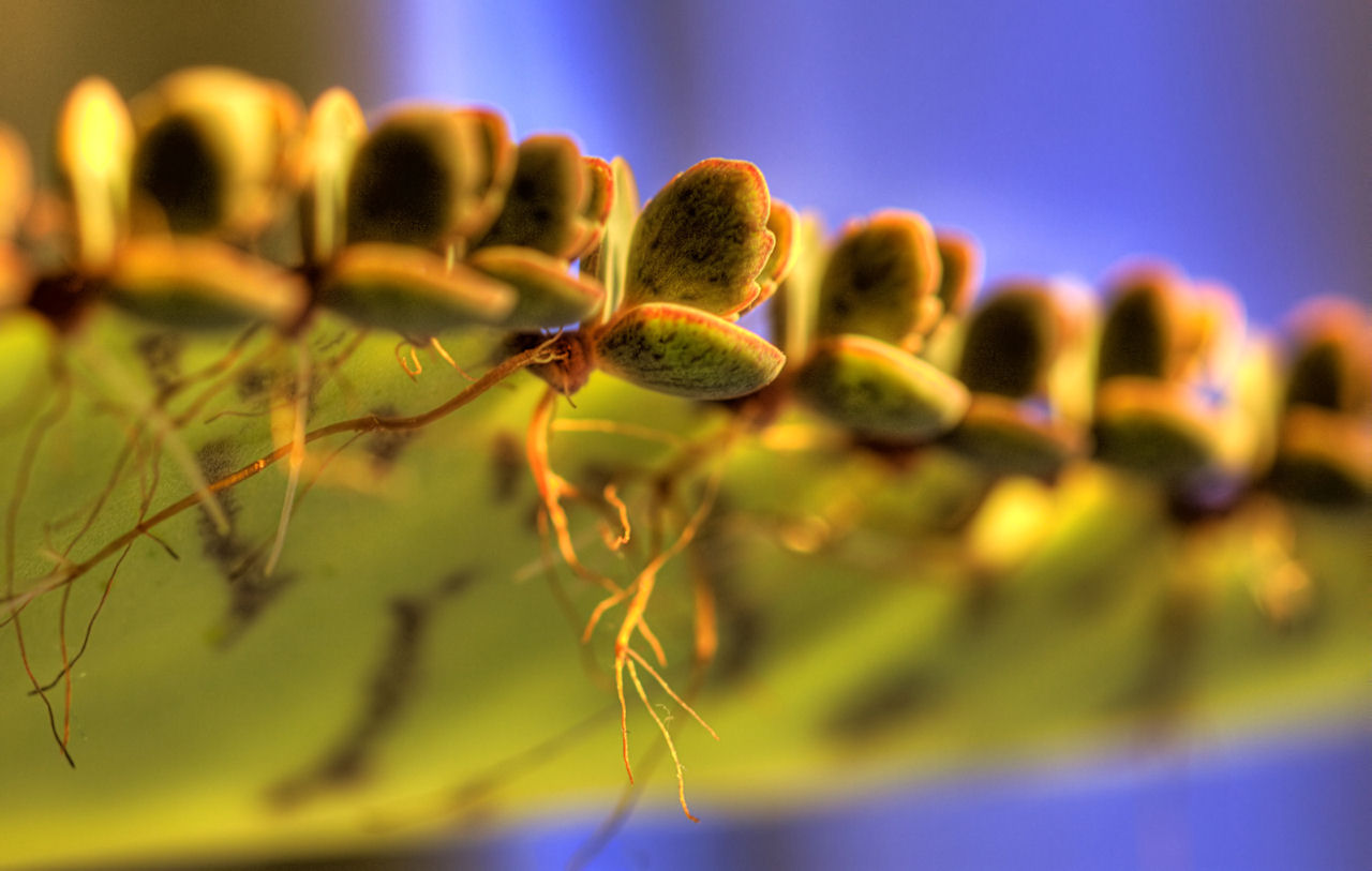 NUESTRAS TECNOLOGÍAS NUTRICIÓN - Agrosagi